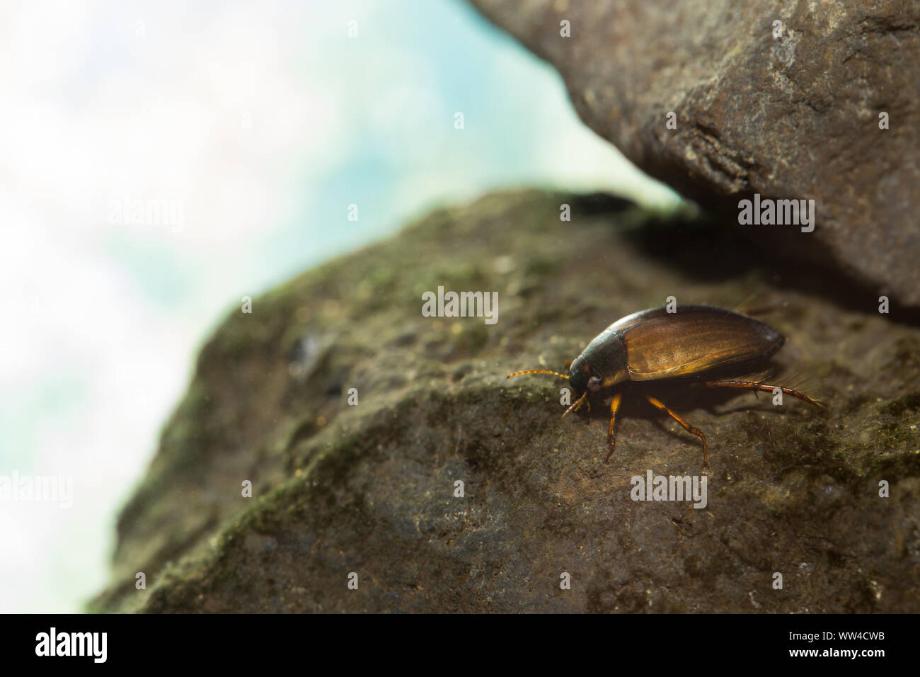 Agabus hi-res stock photography and images - Alamy
