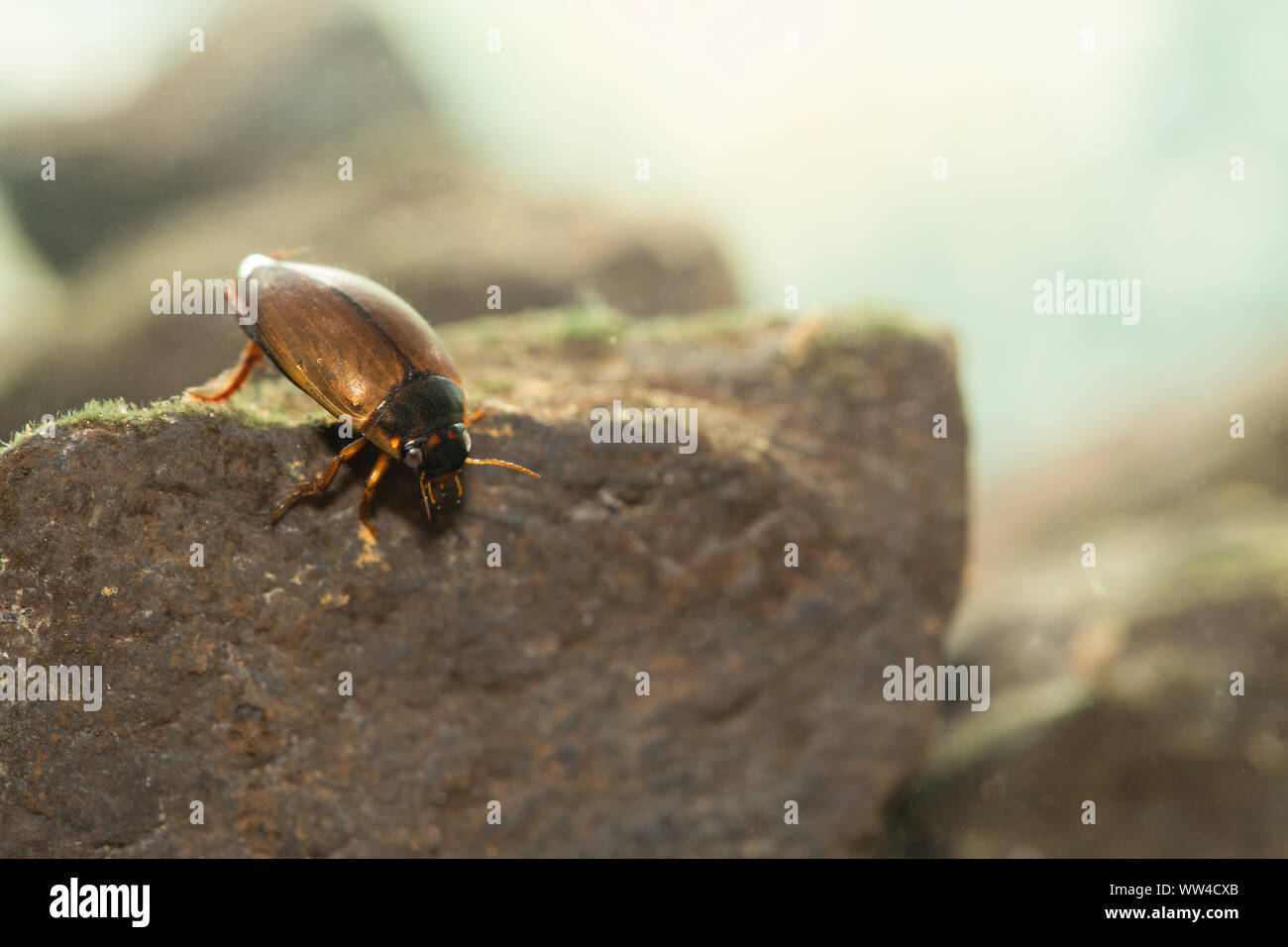 Diving beetle (Agabus sp Stock Photo - Alamy