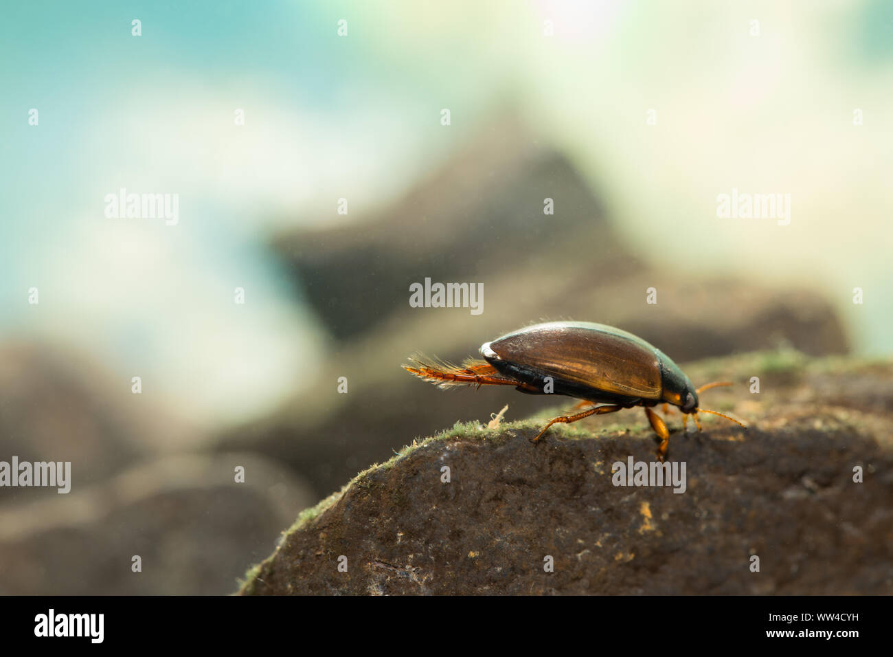 Agabus hi-res stock photography and images - Alamy