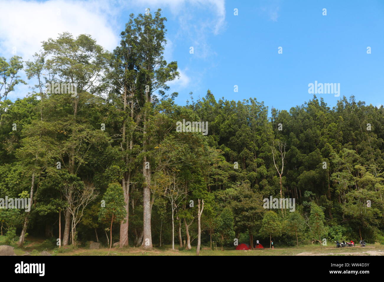 Fresh air at the forest in Bali Stock Photo - Alamy
