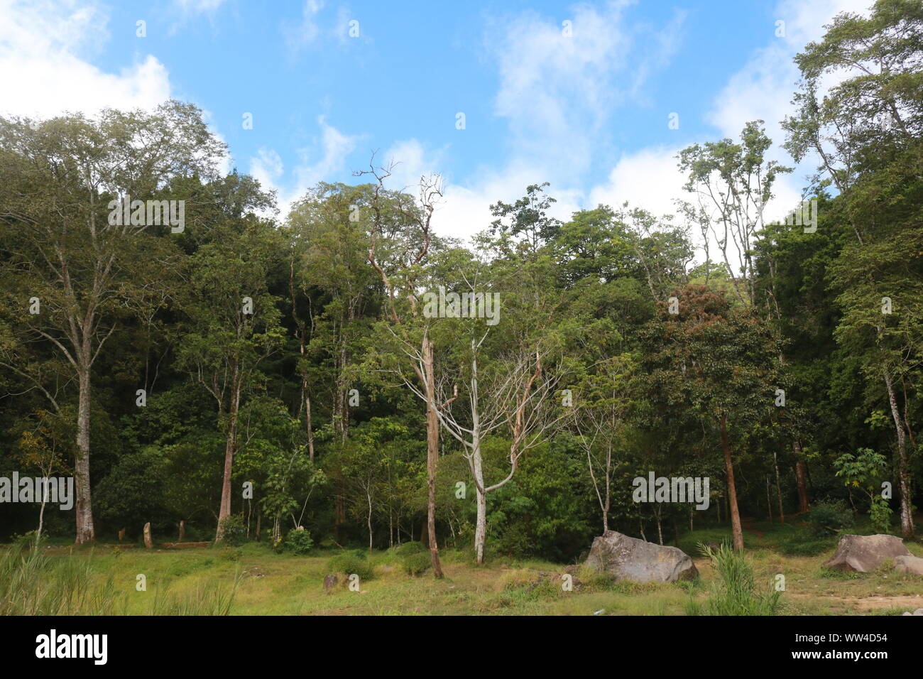 Fresh air at the forest in Bali Stock Photo - Alamy