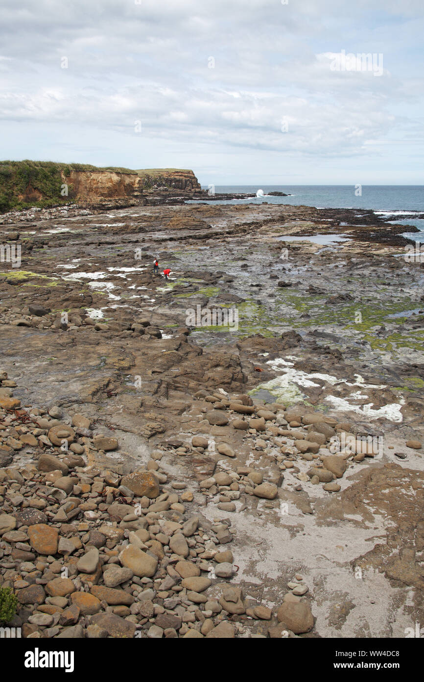 Curio bay cliffs hi-res stock photography and images - Alamy