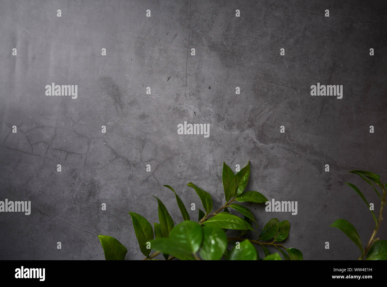 beautiful grey background with green leaves Stock Photo - Alamy