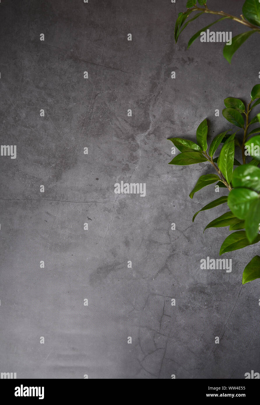 beautiful grey background with green leaves Stock Photo - Alamy