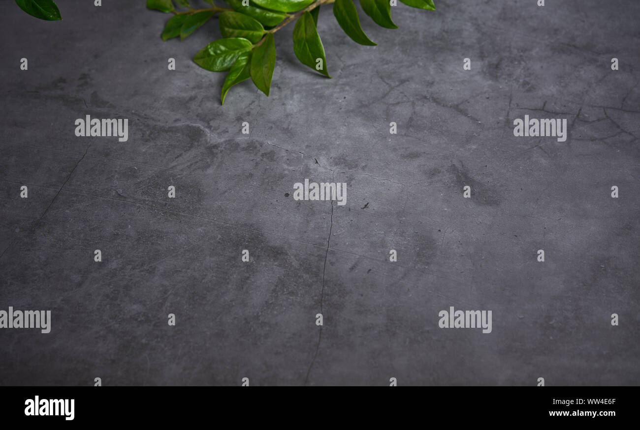 beautiful grey background with green leaves Stock Photo - Alamy