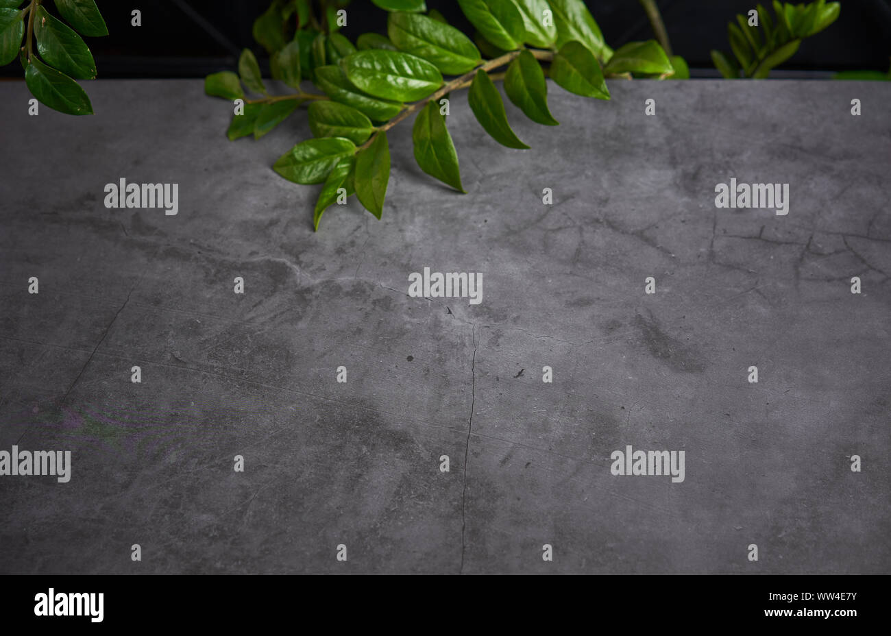 beautiful grey background with green leaves Stock Photo - Alamy