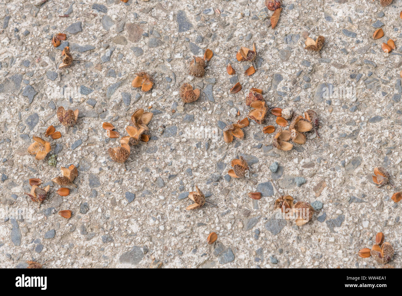 Detail of the fruits of the Beech tree / Fagus sylvatica on the ground ...