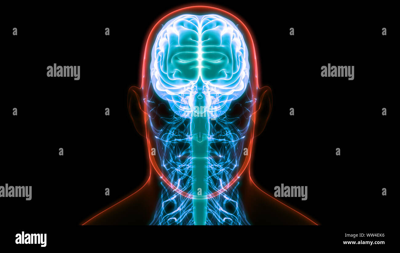 Central Organ of Human Nervous System Brain Anatomy Stock Photo - Alamy
