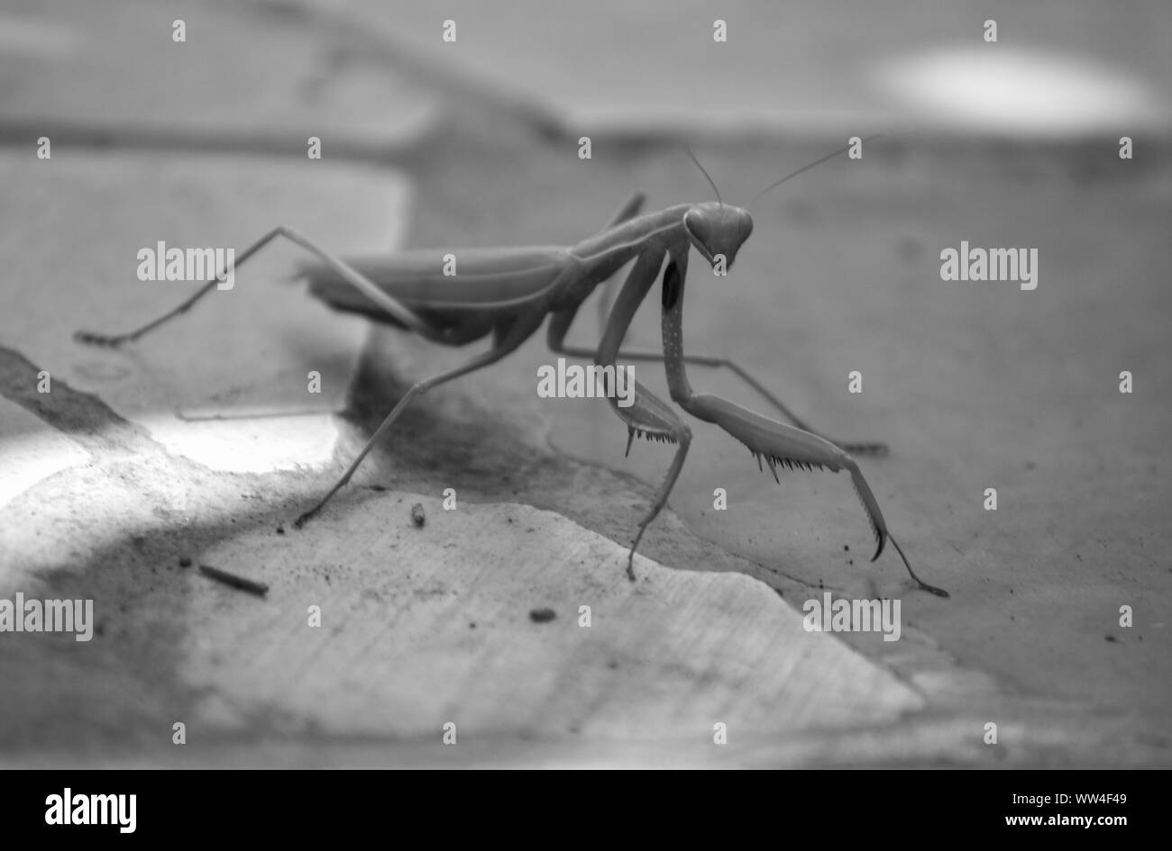 Portrait bug Black and White Stock Photos & Images - Alamy