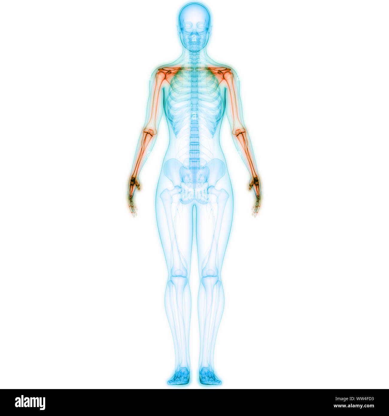 Human Skeleton System Upper Limbs Anatomy Stock Photo - Alamy