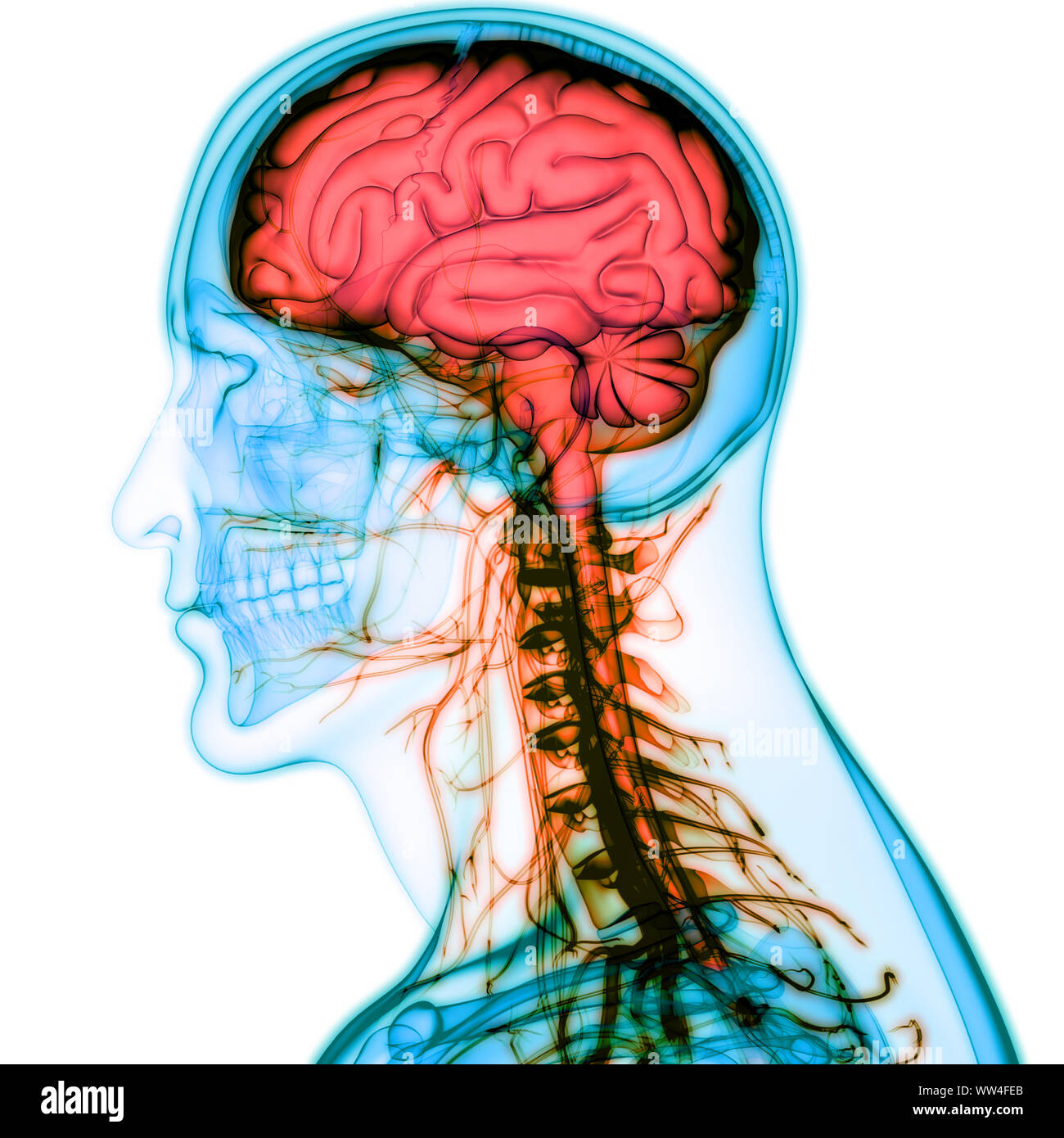 Central Organ of Human Nervous System Brain Anatomy Stock Photo - Alamy