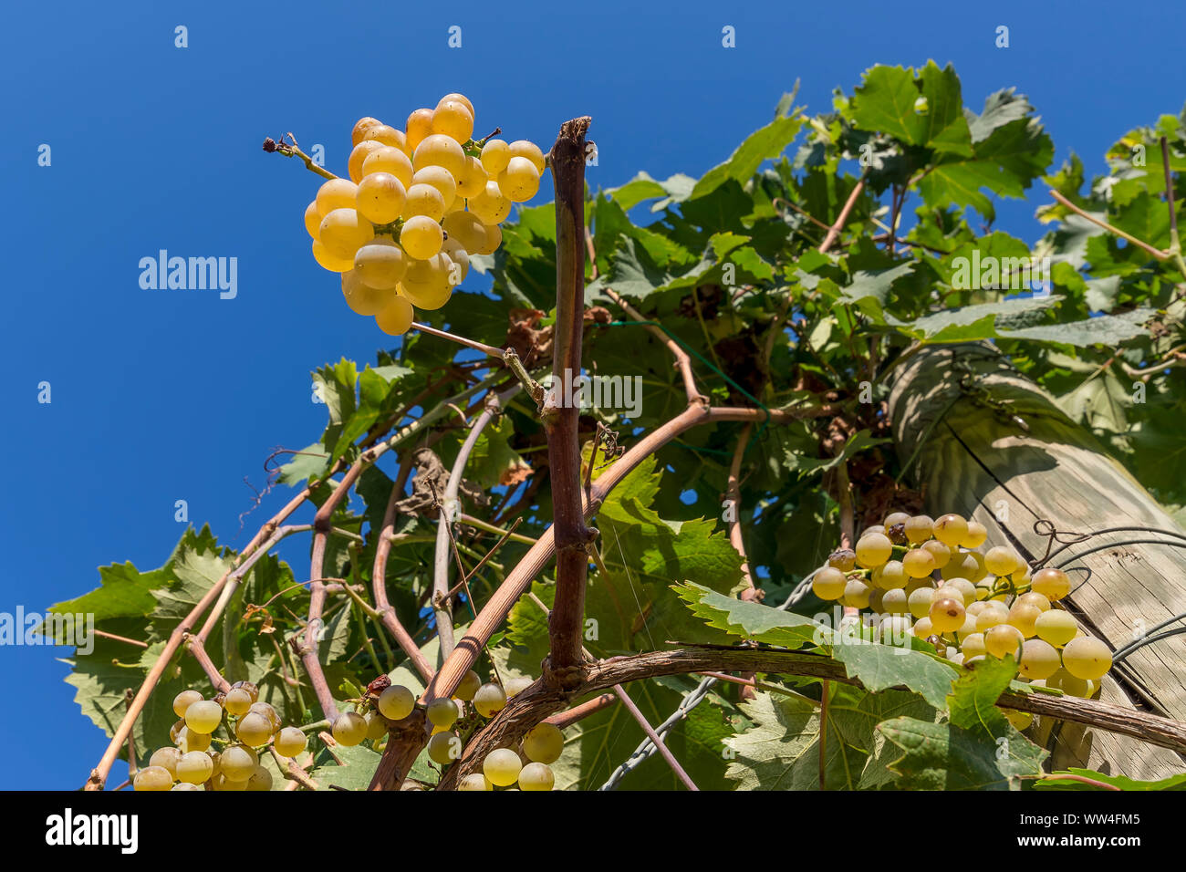 Pinot grigio grape hi-res stock photography and images - Alamy