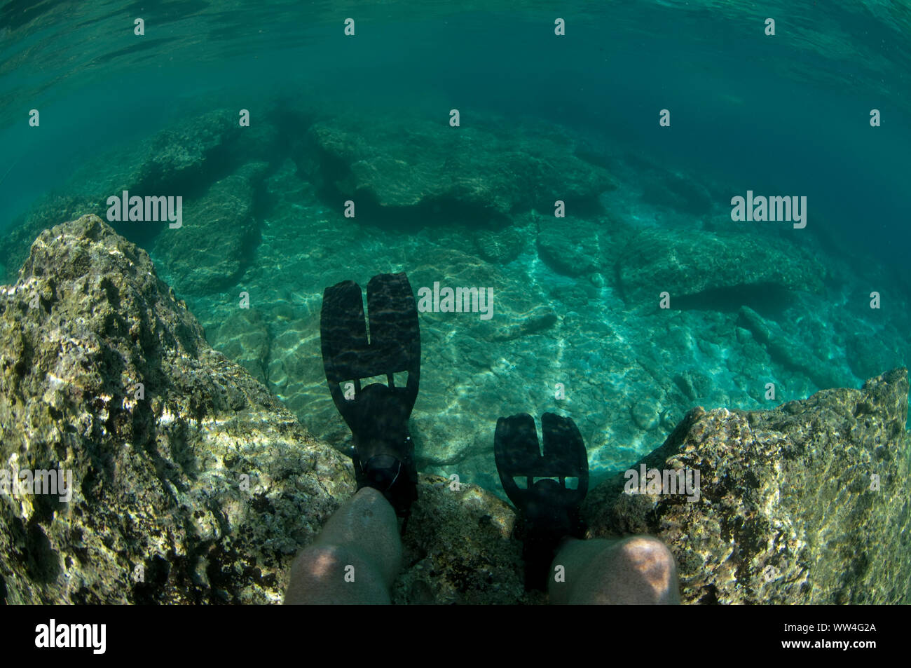Legs with fins of snorkeller on coral ledge, Ambon, Maluku, Indonesia ...
