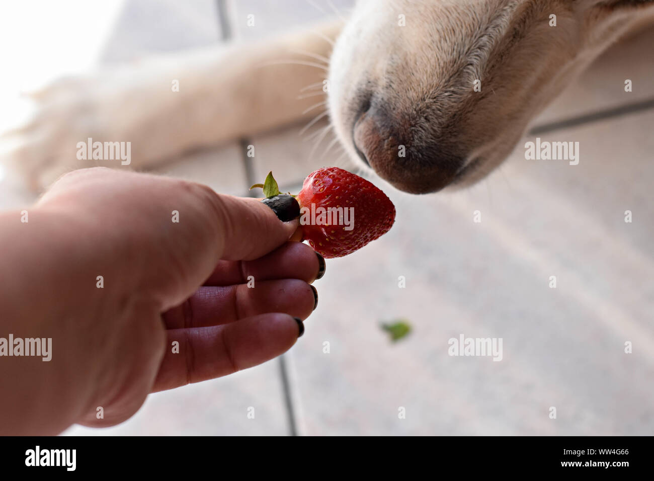 White Labrador retriever dog eating a strawberry fruit from owners hand ...