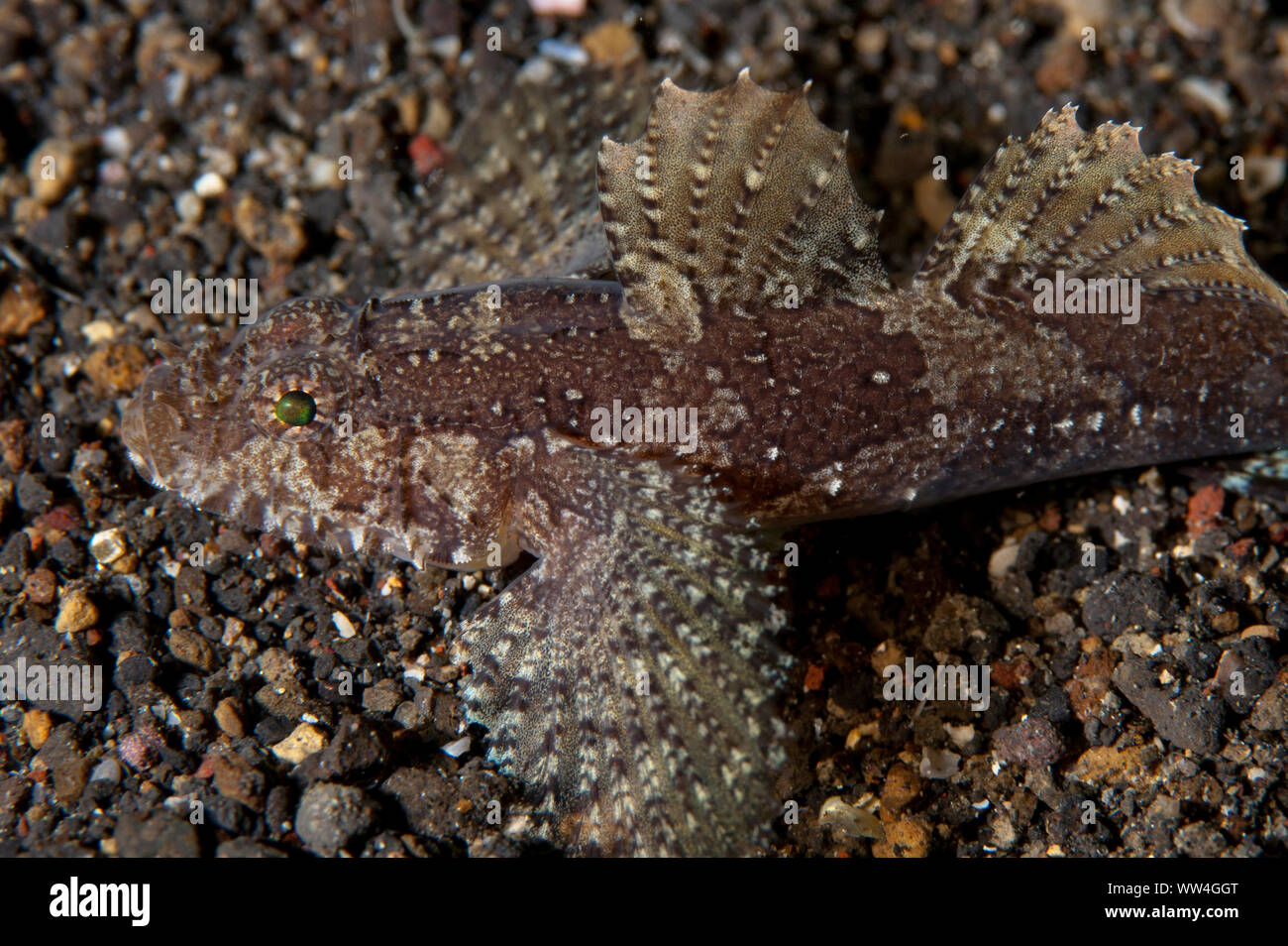 Hasselt's Goby, Callogobius hasseltii, on sand, Jahir dive site, Lembeh ...