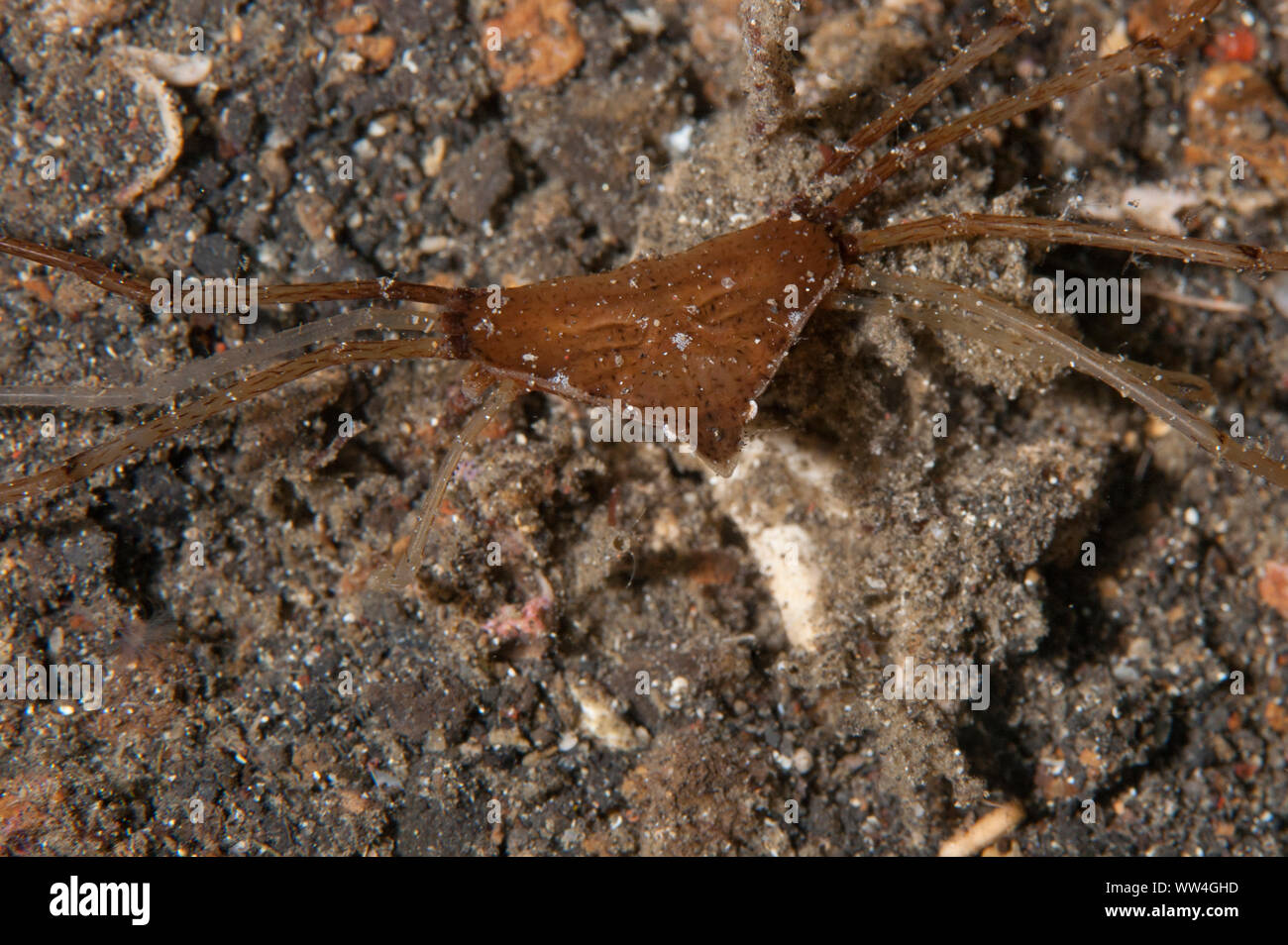 Triangle Crab, Trigonoplax unguiformis, Jahir dive site, Lembeh Straits ...