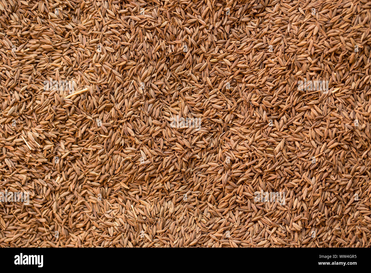 Dry Cumin Seed (Cuminum cyminum) most popular aroma herb in Indian food ...