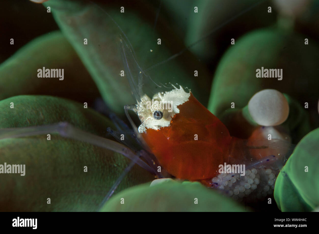 Mushroom Coral Shrimp, Cuapetes kororensis, with eggs in Mushroom Coral ...