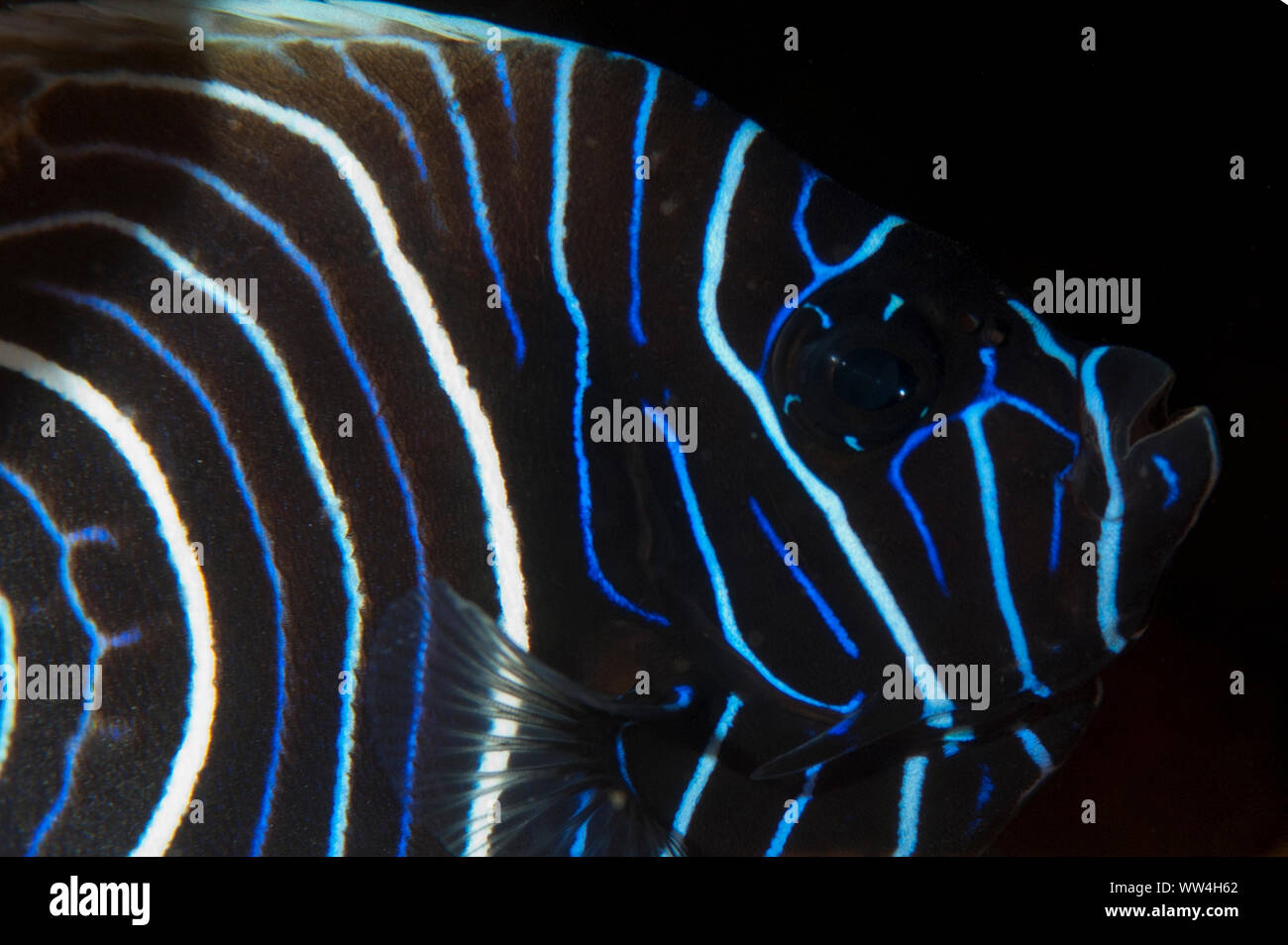 Emperor Angelfish, Pomacanthus imperator, juvenile, Seperang Kecil dive ...