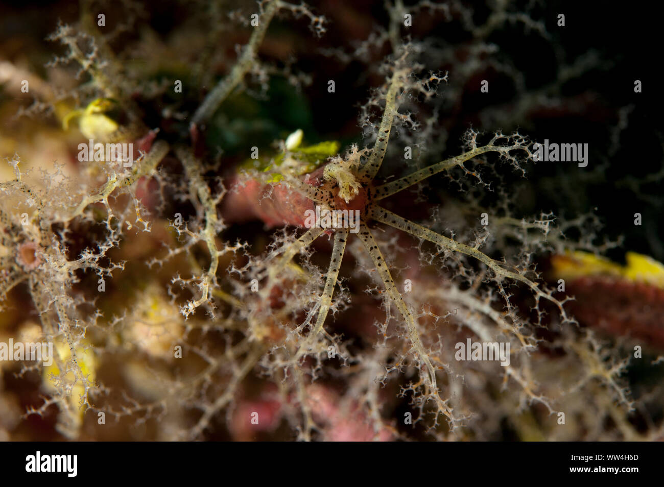 Pickle of feeding Sea Cucumbers, Synaptula sp, Waigeo Island, Raja ...