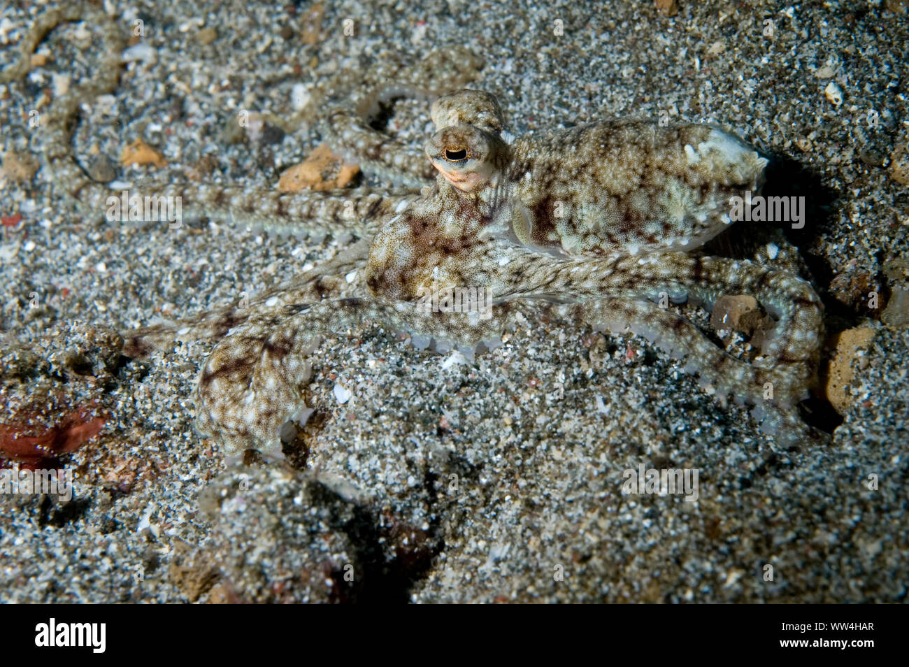 White-V Octopus, Abdopus sp, camouflaged in sand, Pantai Parigi dive ...