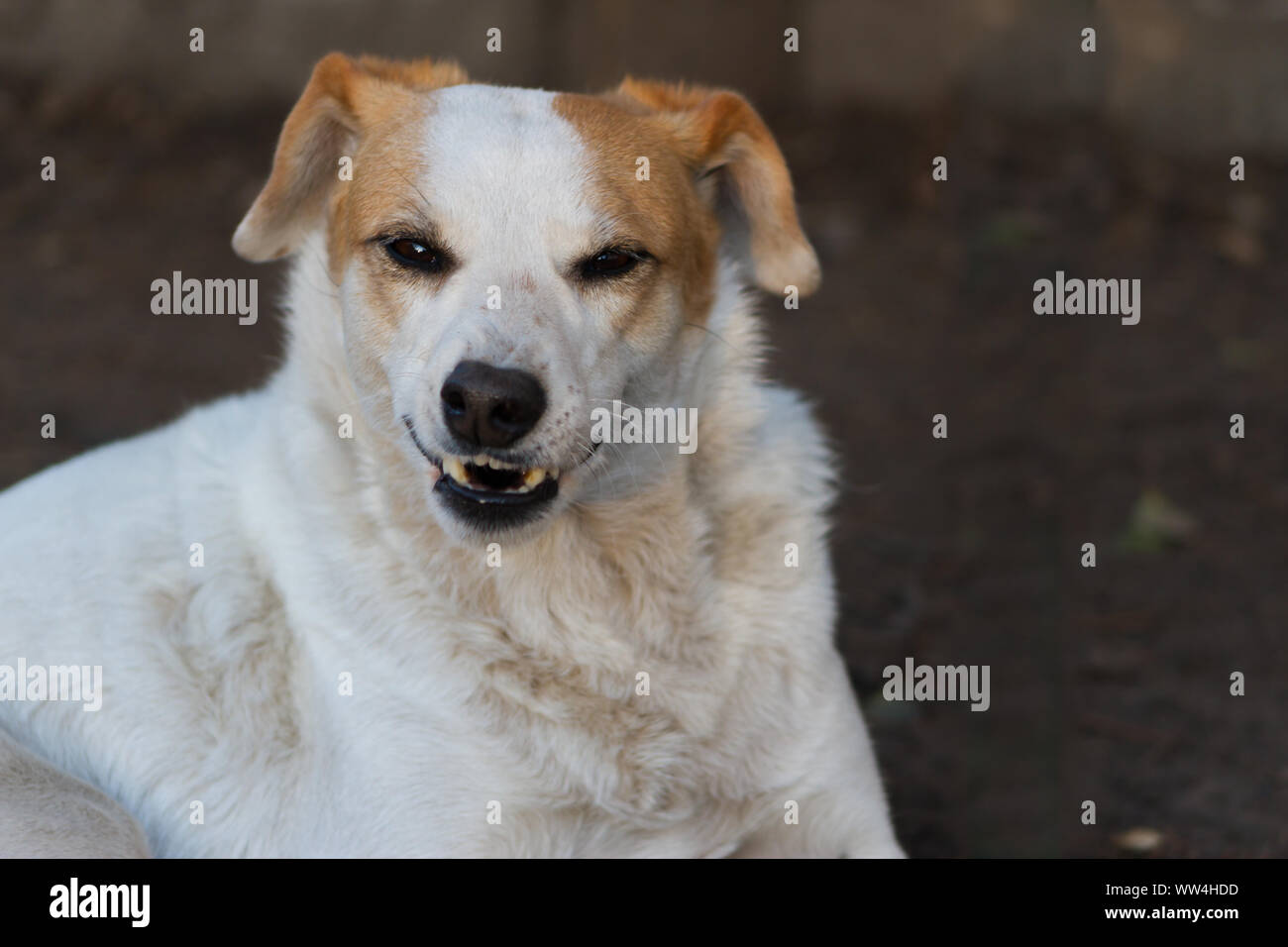 dog growling and showing teeth aggressively Stock Photo - Alamy