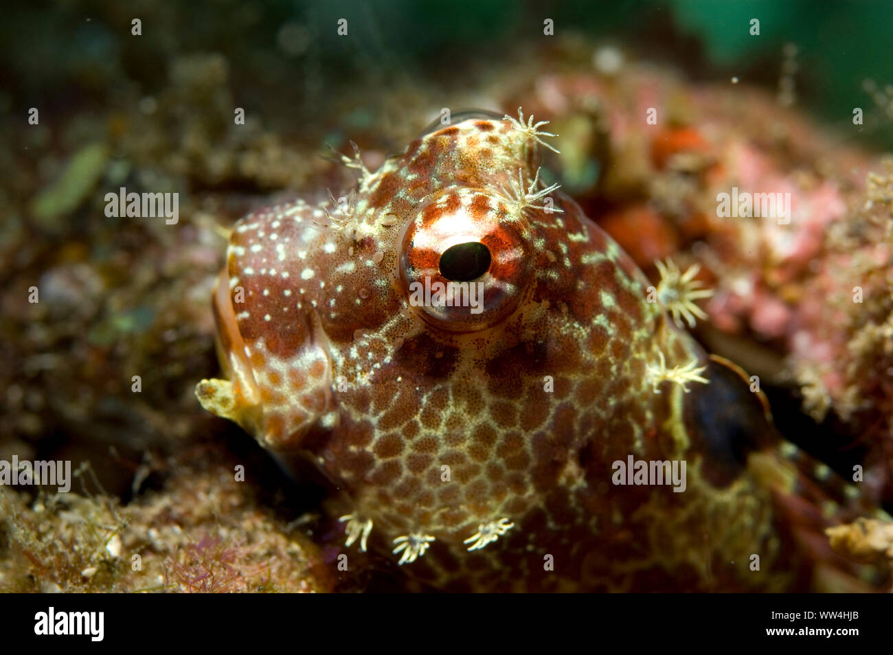 Leopard Blenny, Exallias brevis, Nudi Retreat dive site, Lembeh Straits ...