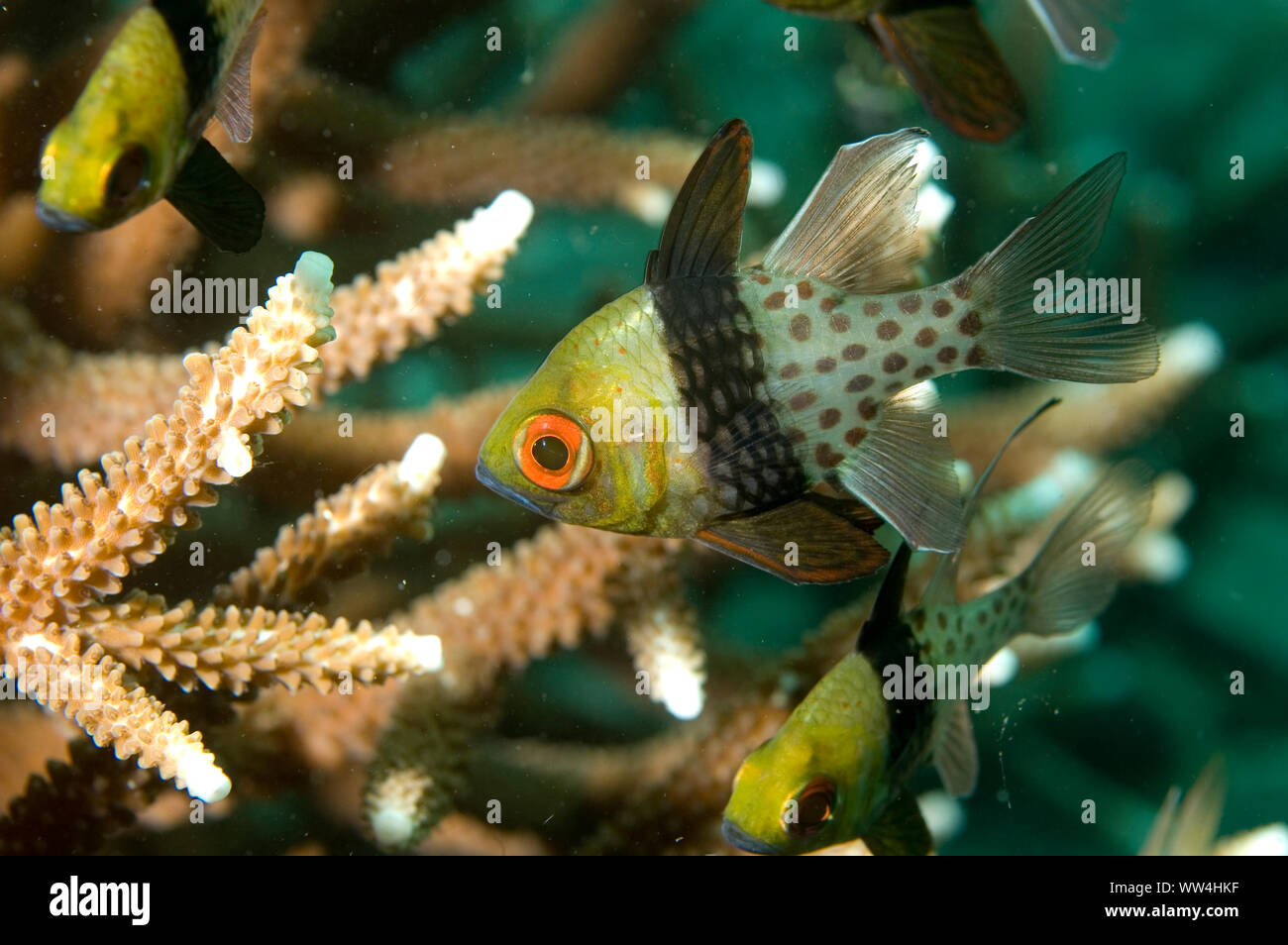 Pajama Cardinalfish, Sphaeramia nematoptera, Lembeh Island Resort House ...