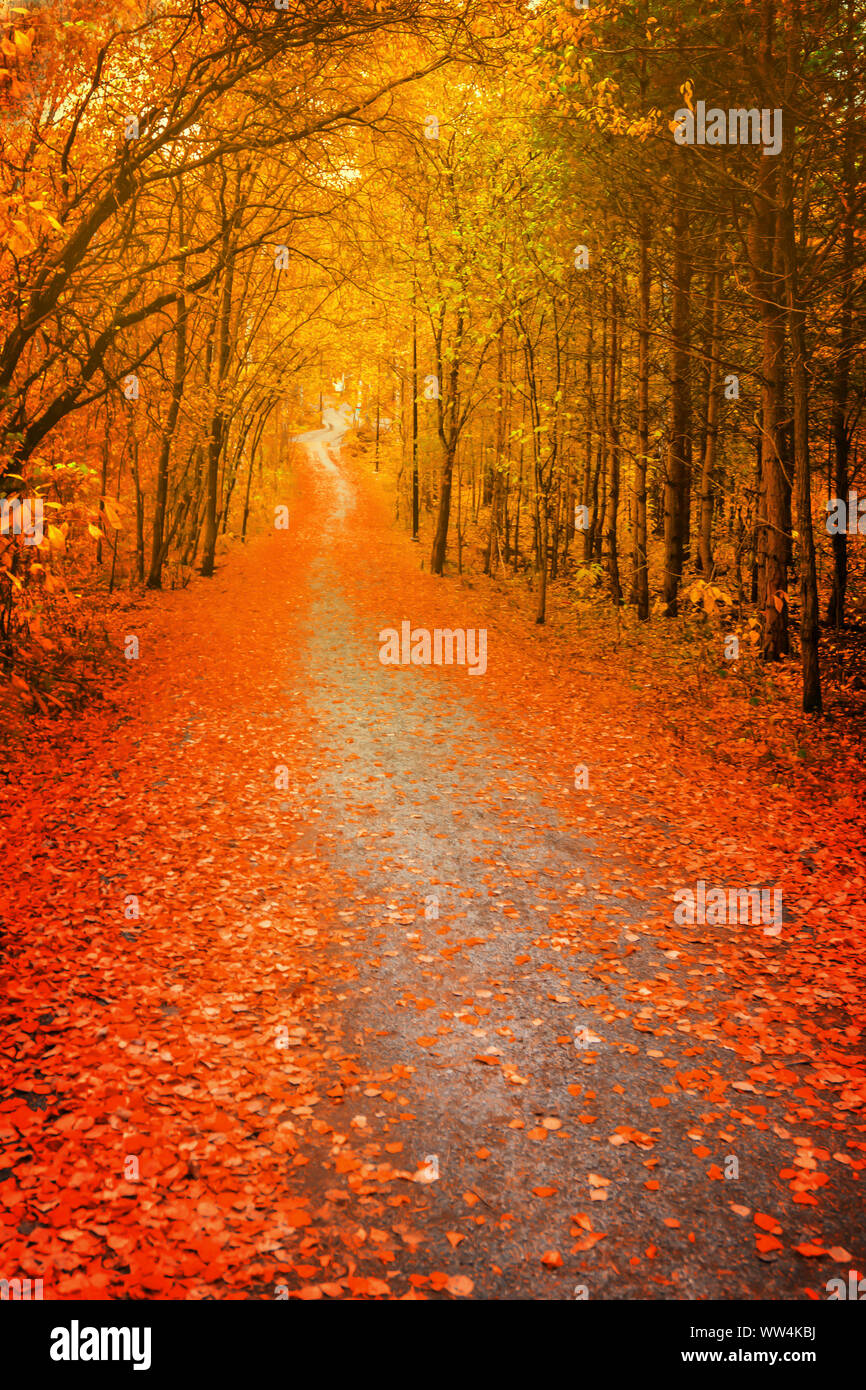 Blurry Fall Colored Trees