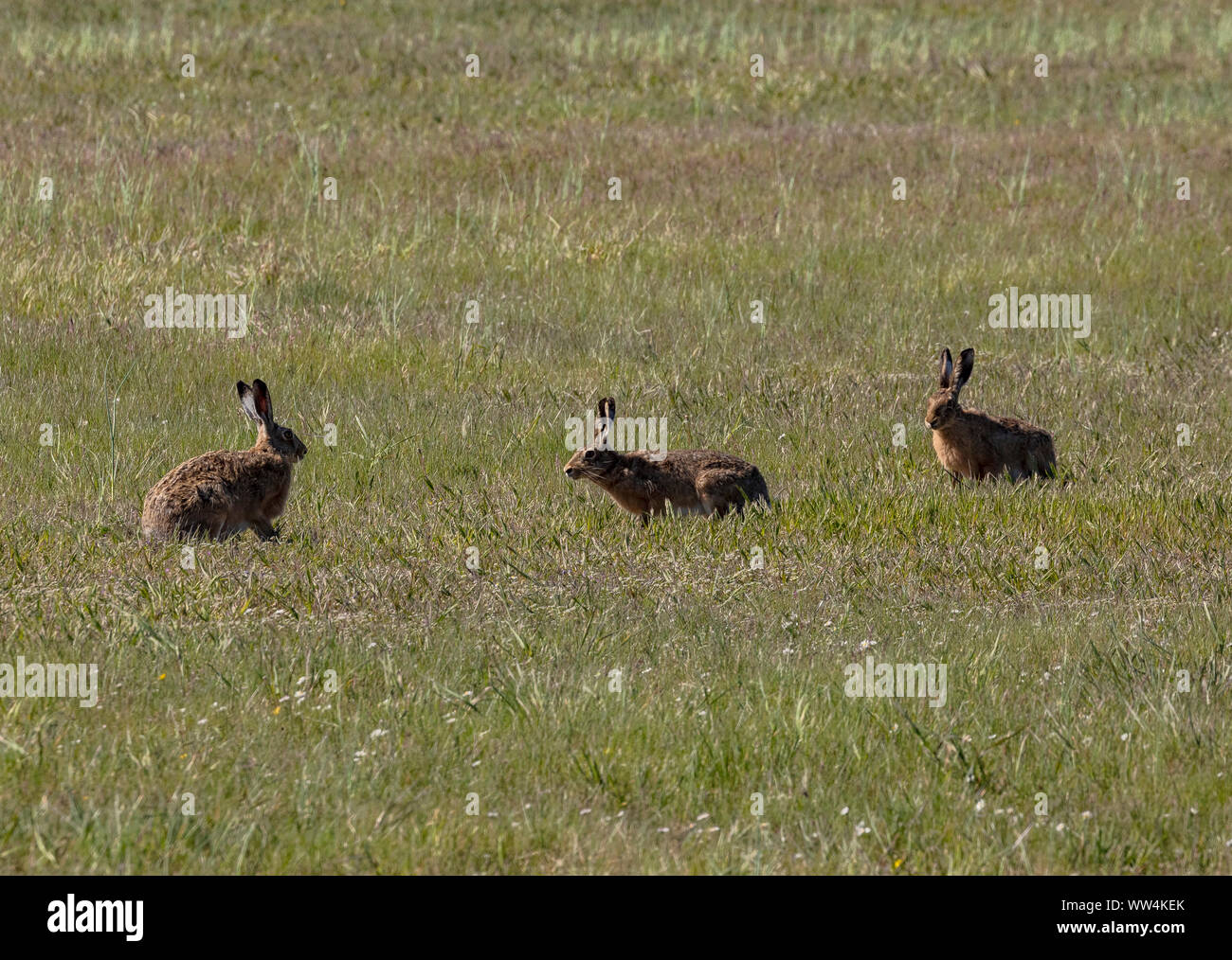 March madness hi-res stock photography and images - Alamy
