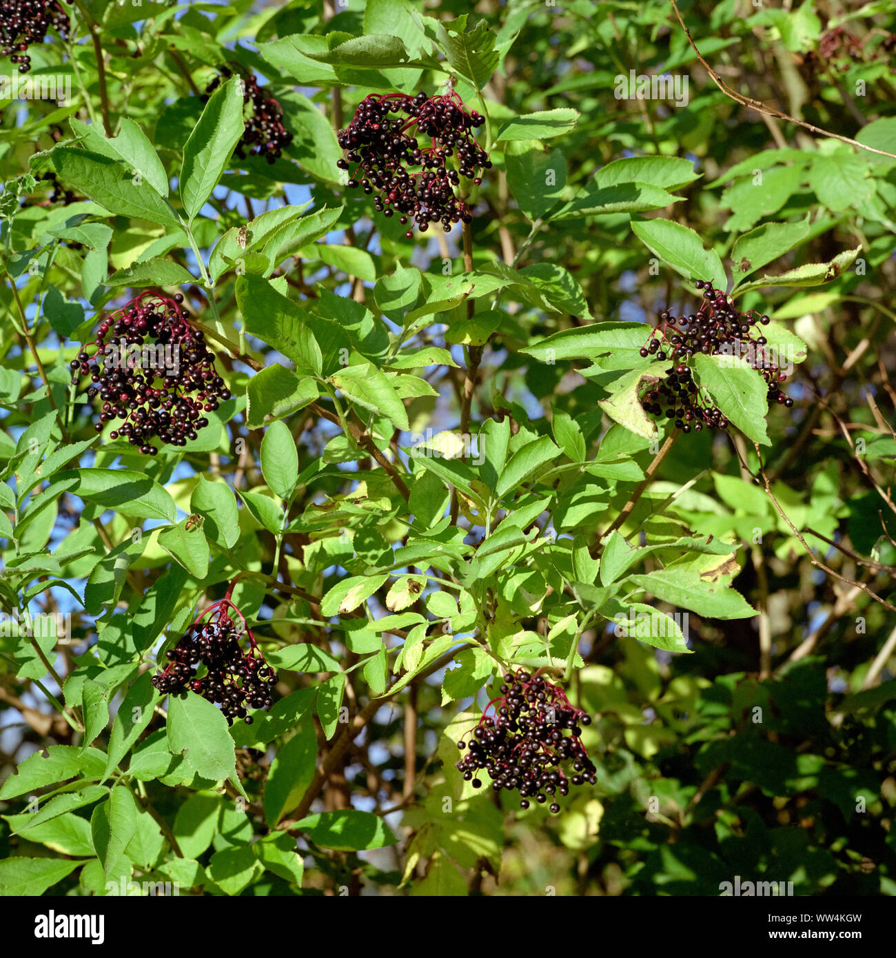 Hip lift High Resolution Stock Photography and Images - Alamy