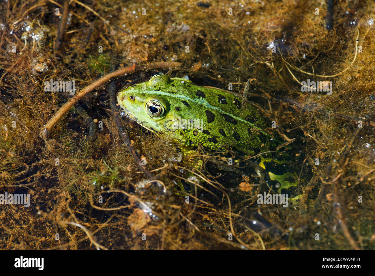 Lime green frog hi-res stock photography and images - Alamy