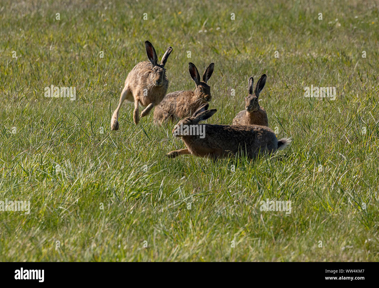 Jumping hares hi-res stock photography and images - Alamy