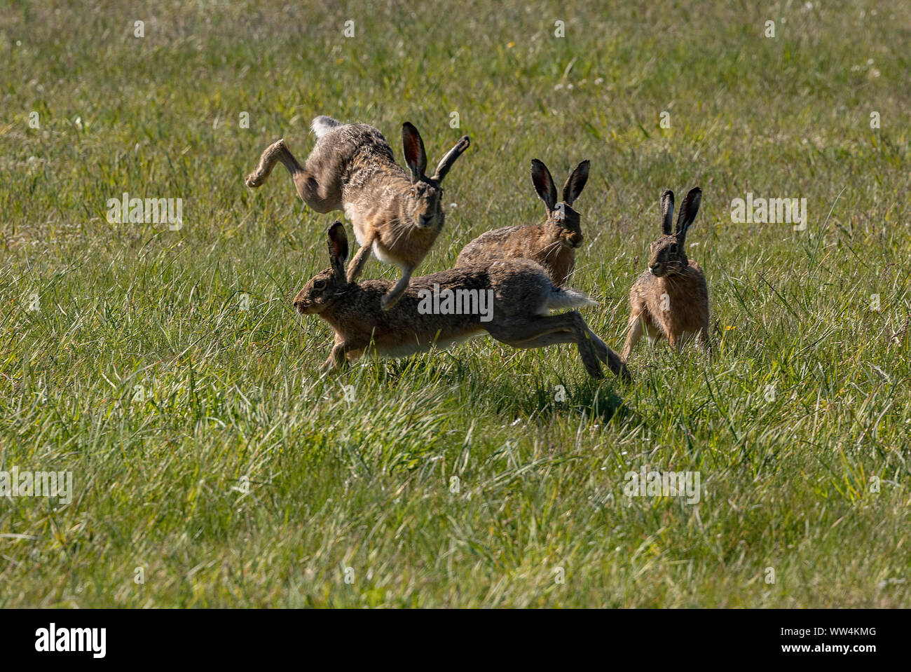 Hare leaping hi-res stock photography and images - Alamy