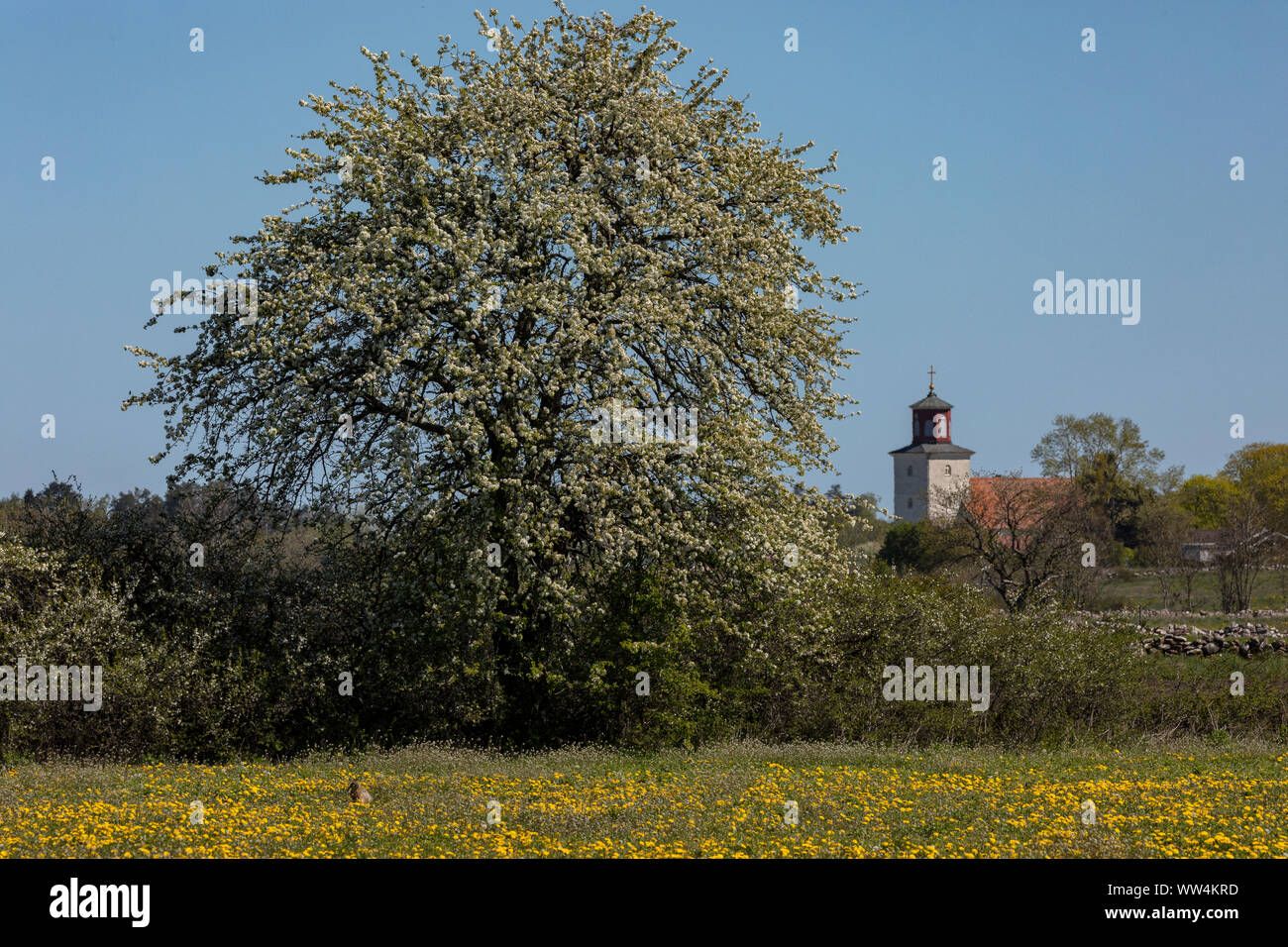 Pear tree flowers pyrus communis hi-res stock photography and images ...