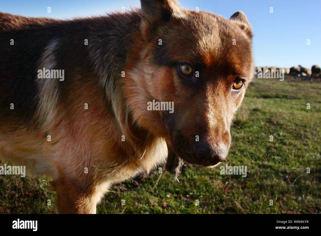 Wolf hunting sheep hi-res stock photography and images - Alamy