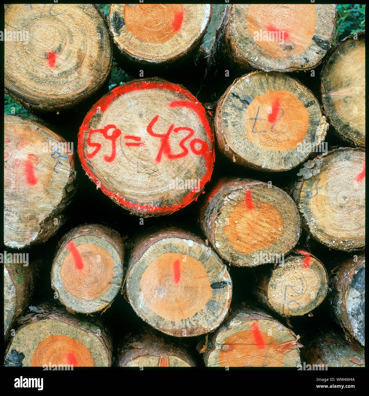 Square tree trunks hi-res stock photography and images - Alamy