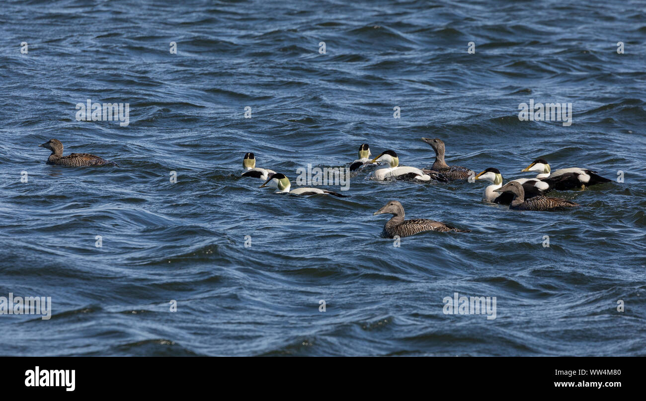 Cuddys ducks hi-res stock photography and images - Alamy
