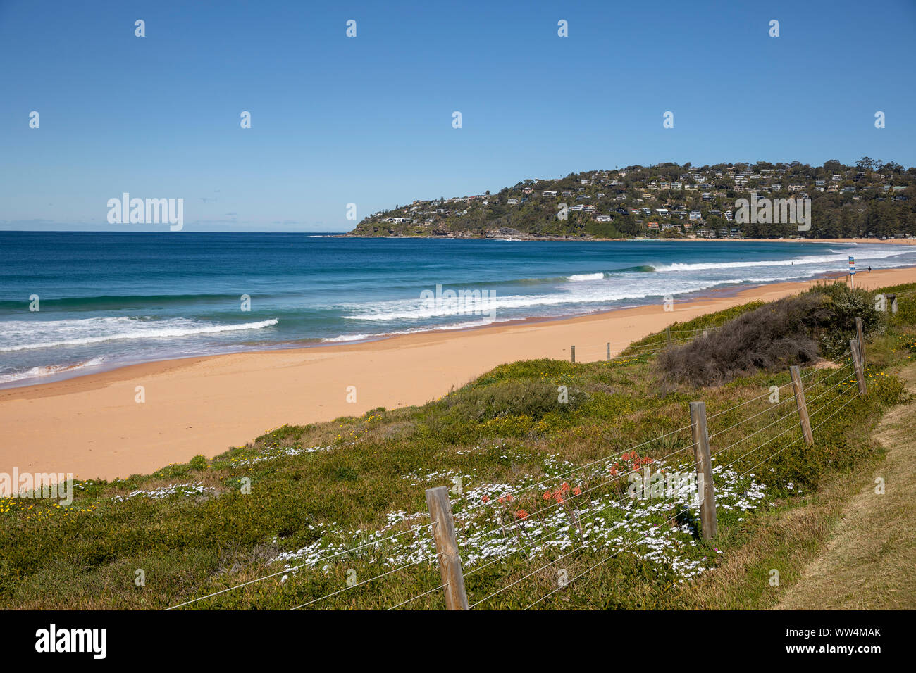 Palm beach Sydney, spring flowers in bloom on a blue sky spring day ...