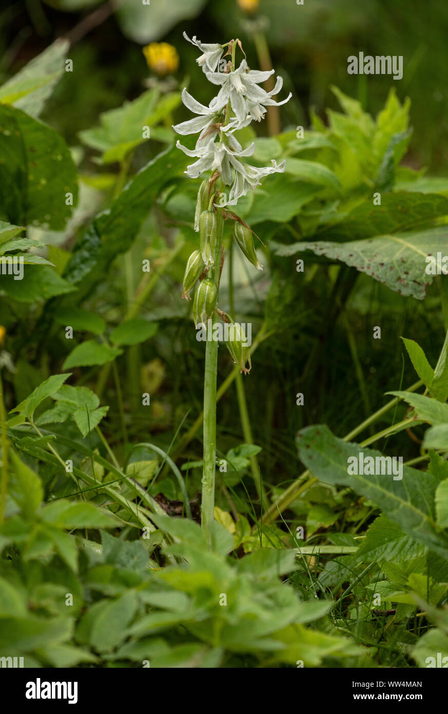 Drooping natural hi-res stock photography and images - Alamy