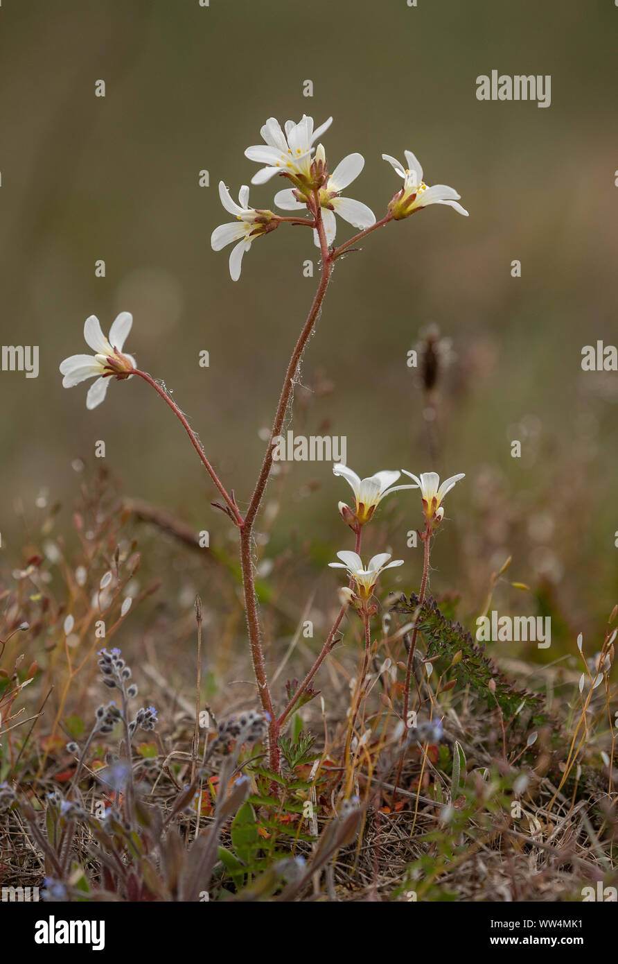 Saxifraga granulata hi-res stock photography and images - Alamy