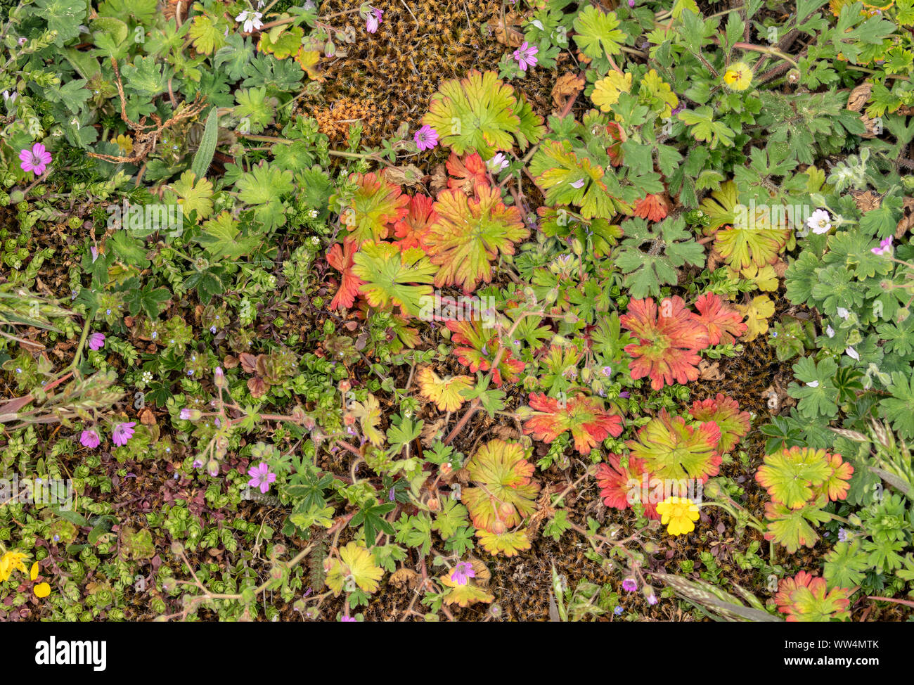 Dove's-foot Crane's-bill, Geranium molle, and other flowers in dry ...
