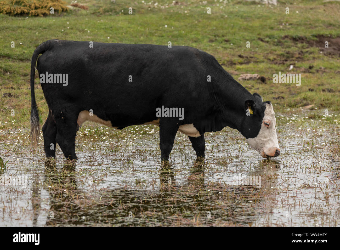 Cow Pond High Resolution Stock Photography and Images - Alamy