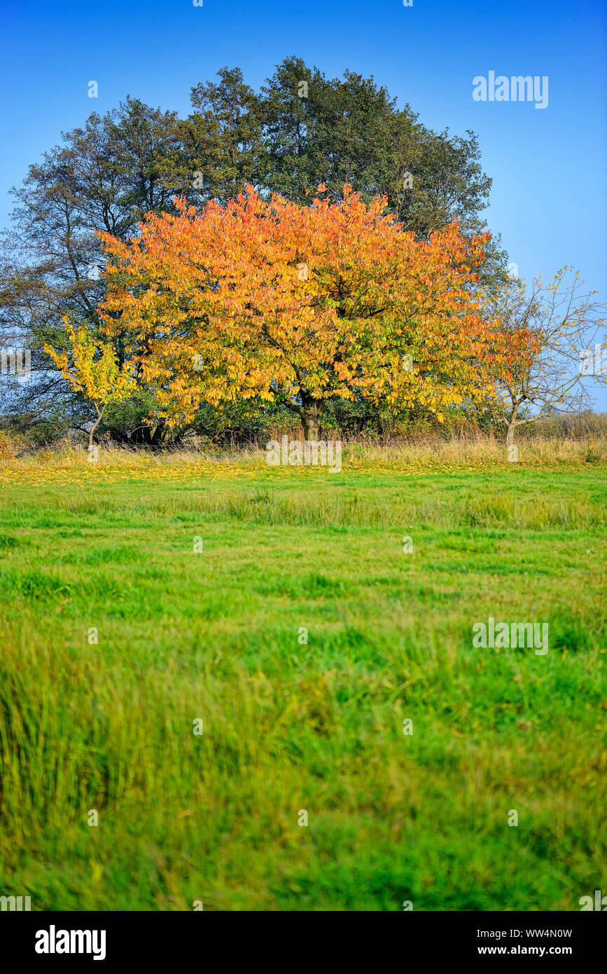 Autumnal coloured tree in the nature reserve Kirchwerder Wiesen ...