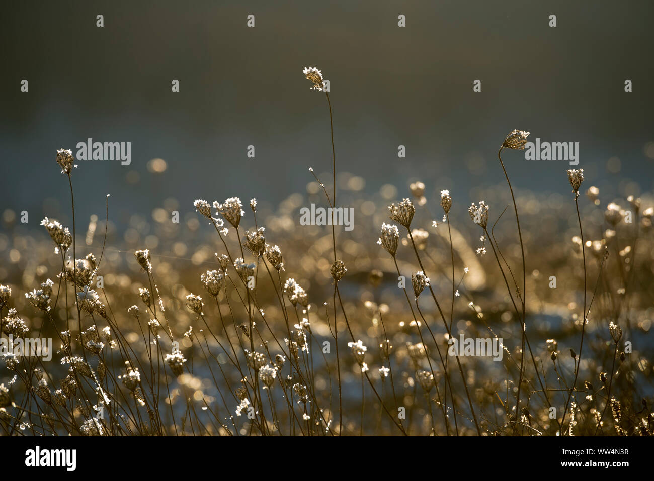 Grey Grasses High Resolution Stock Photography and Images - Alamy