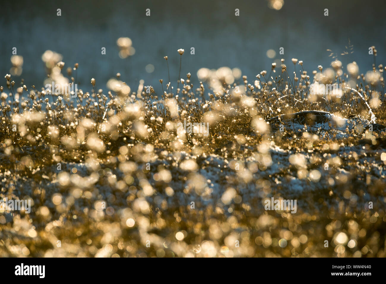 Grey grasses hi-res stock photography and images - Alamy