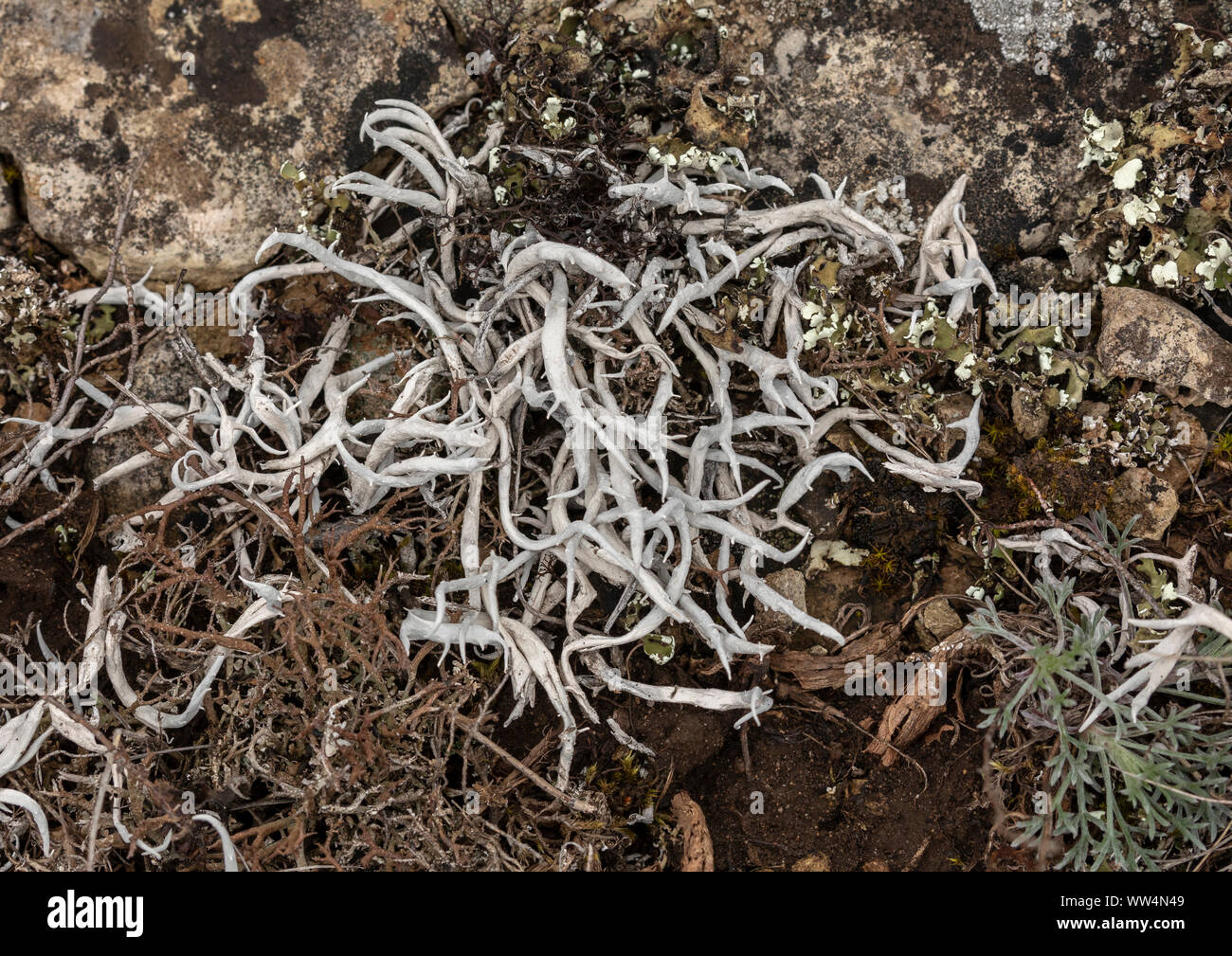 Thamnolia Lichen, Thamnolia vermicularis, on dry calcareous grassland ...