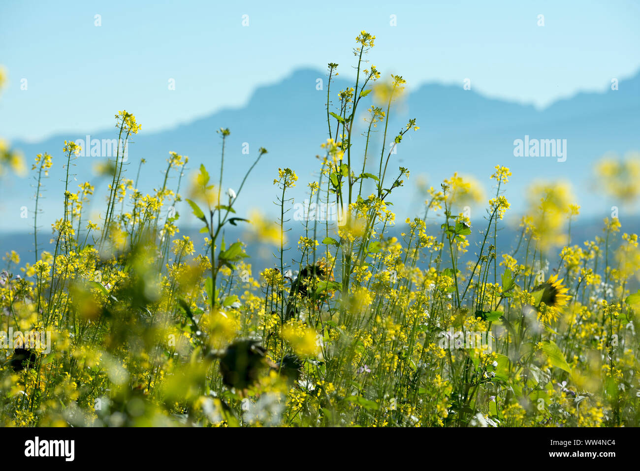 Charlock hi-res stock photography and images - Alamy