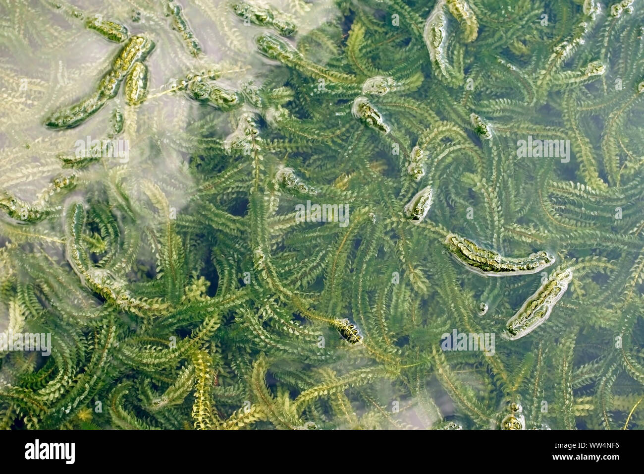 Canadian waterweed underwater Stock Photo - Alamy