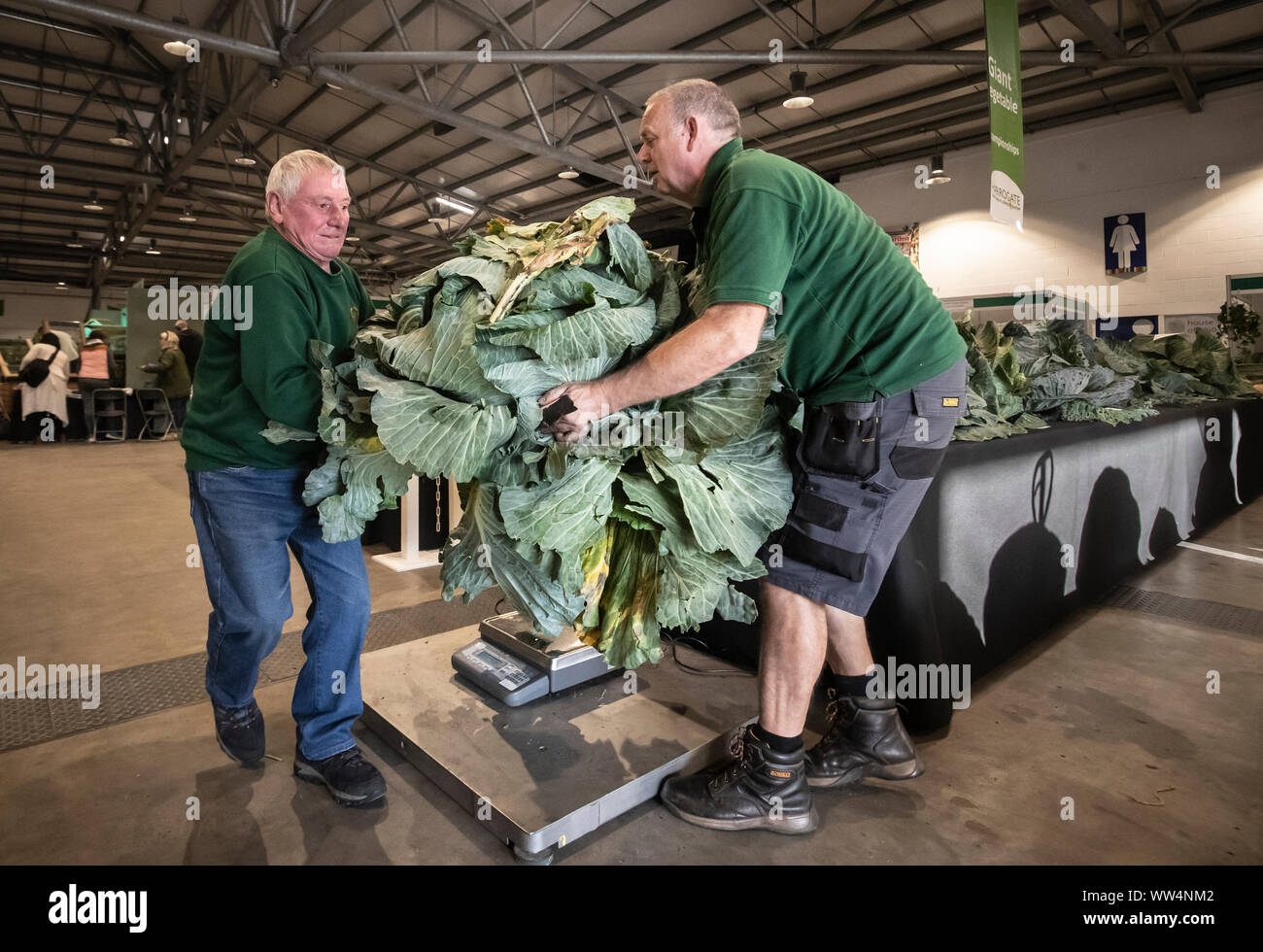 A cabbage is weighed as judging takes place during the Giant Vegetable ...